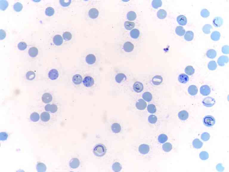 Como interpretar a contagem de Reticulócitos em cães e gatos | Newslab