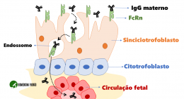 É assim que anticorpos atravessam a barreira placentária | Newslab