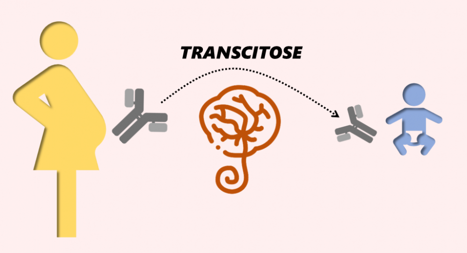 É assim que anticorpos atravessam a barreira placentária | Newslab