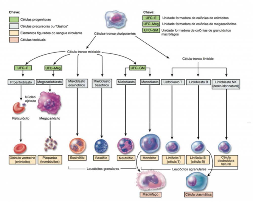Quantificação de células CD34+ por Citometria de Fluxo | Newslab