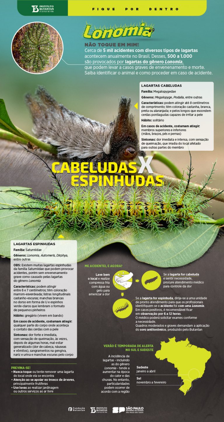 Lonomia: saiba reconhecer a lagarta que pode provocar envenenamento ...
