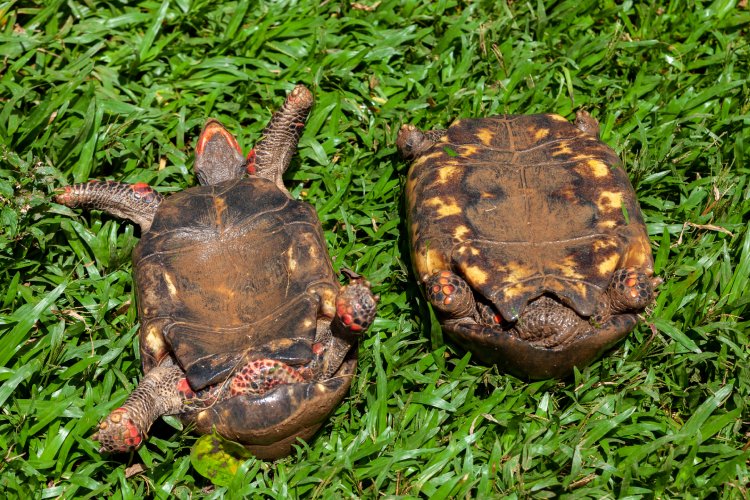 Tartarugas, jabutis e cágados: entenda o mundo dos quelônios e conheça ...