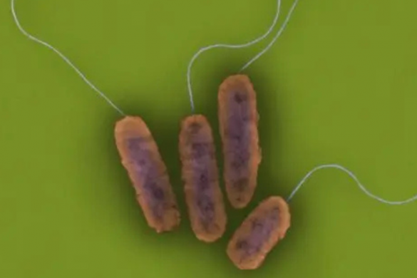 Lonomia: saiba reconhecer a lagarta que pode provocar envenenamento ...